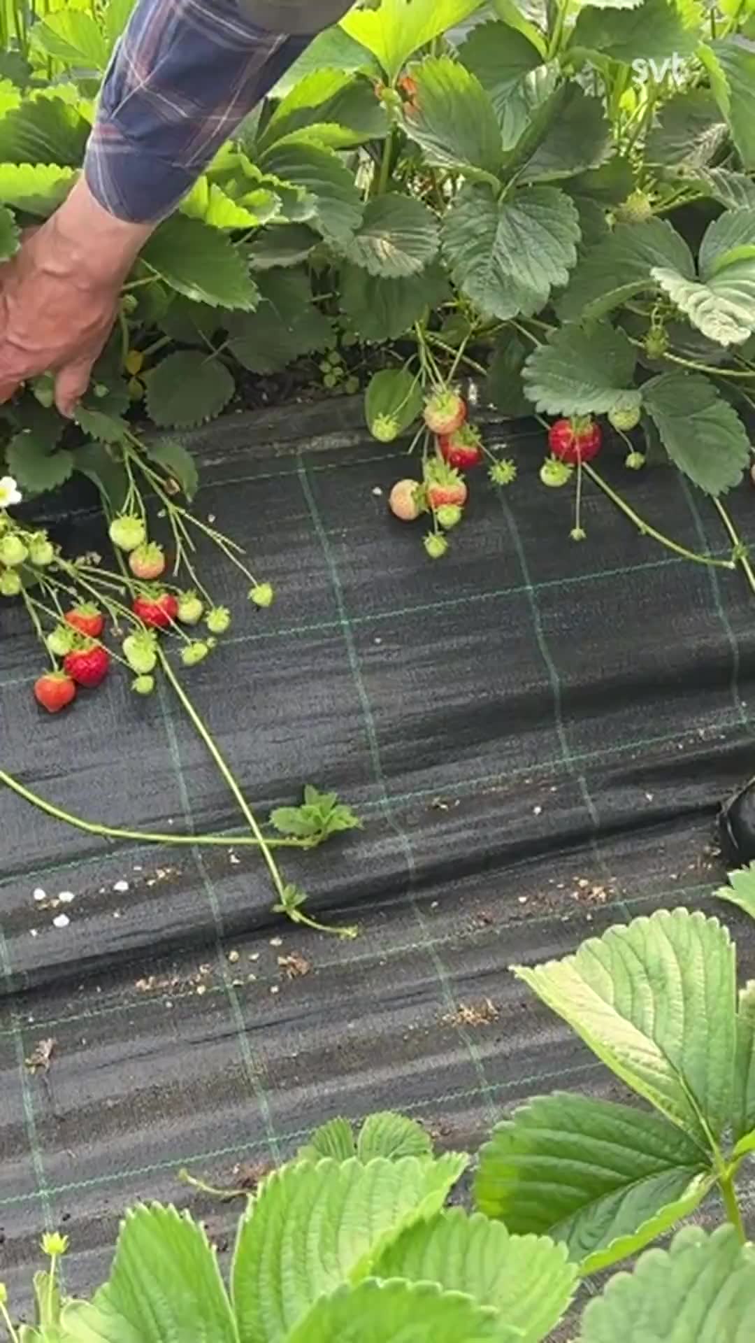 Dåligt med jordgubbar till skolavslutning och midsommar – ”Det går ...